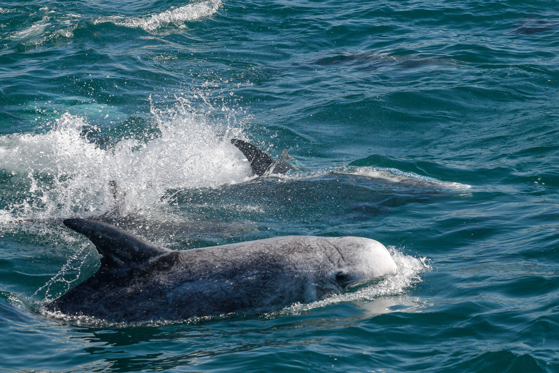 Los delfines crean grandes alianzas como los humanos