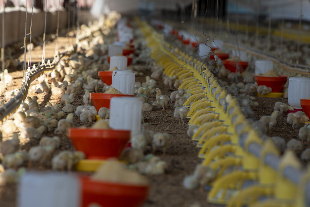 Levantan cuarentena de gripe aviar en Durango y Coahuila