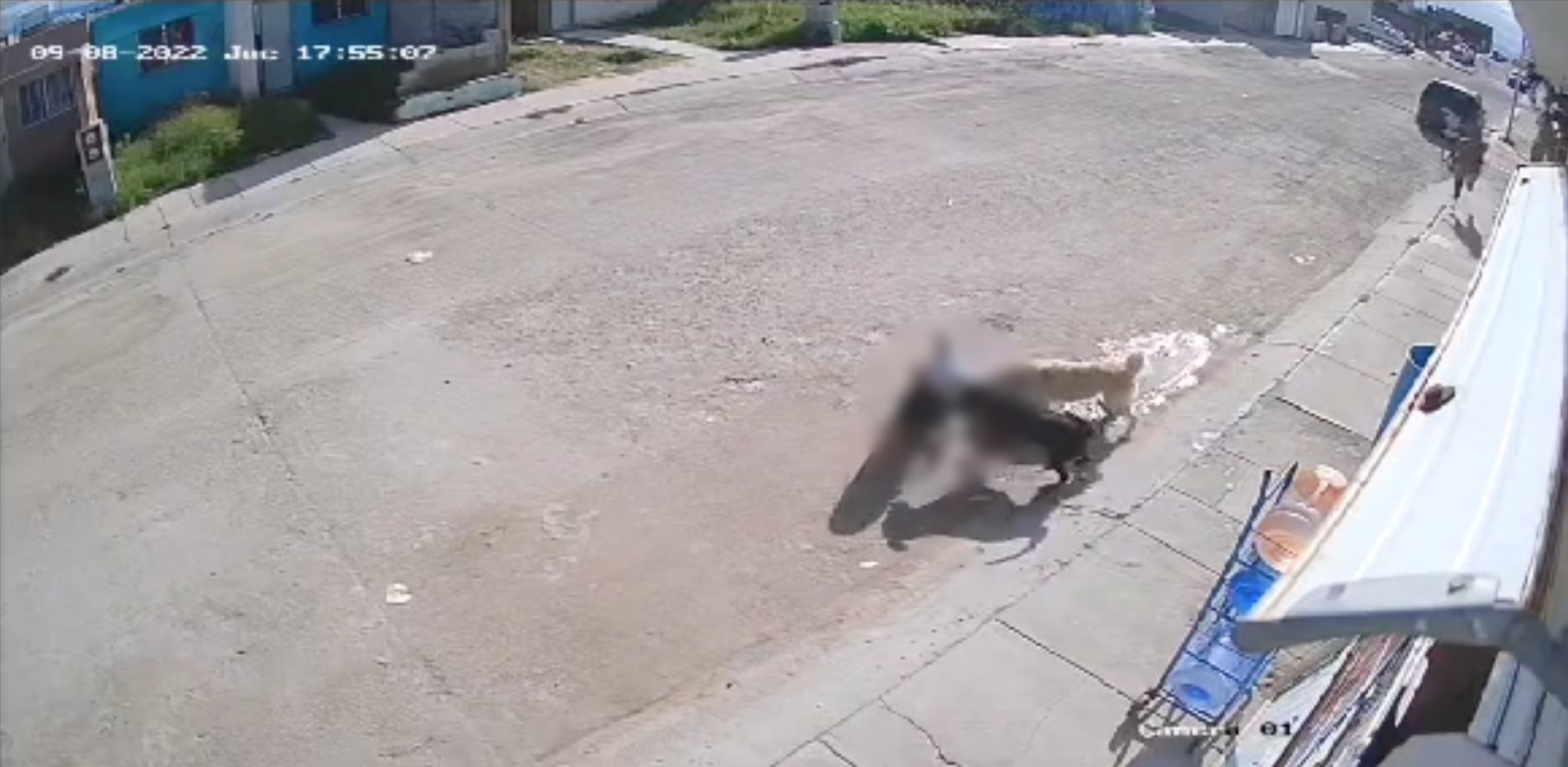 Niña es atacada por perros en el fraccionamiento Barcelona, de la ciudad de Durango