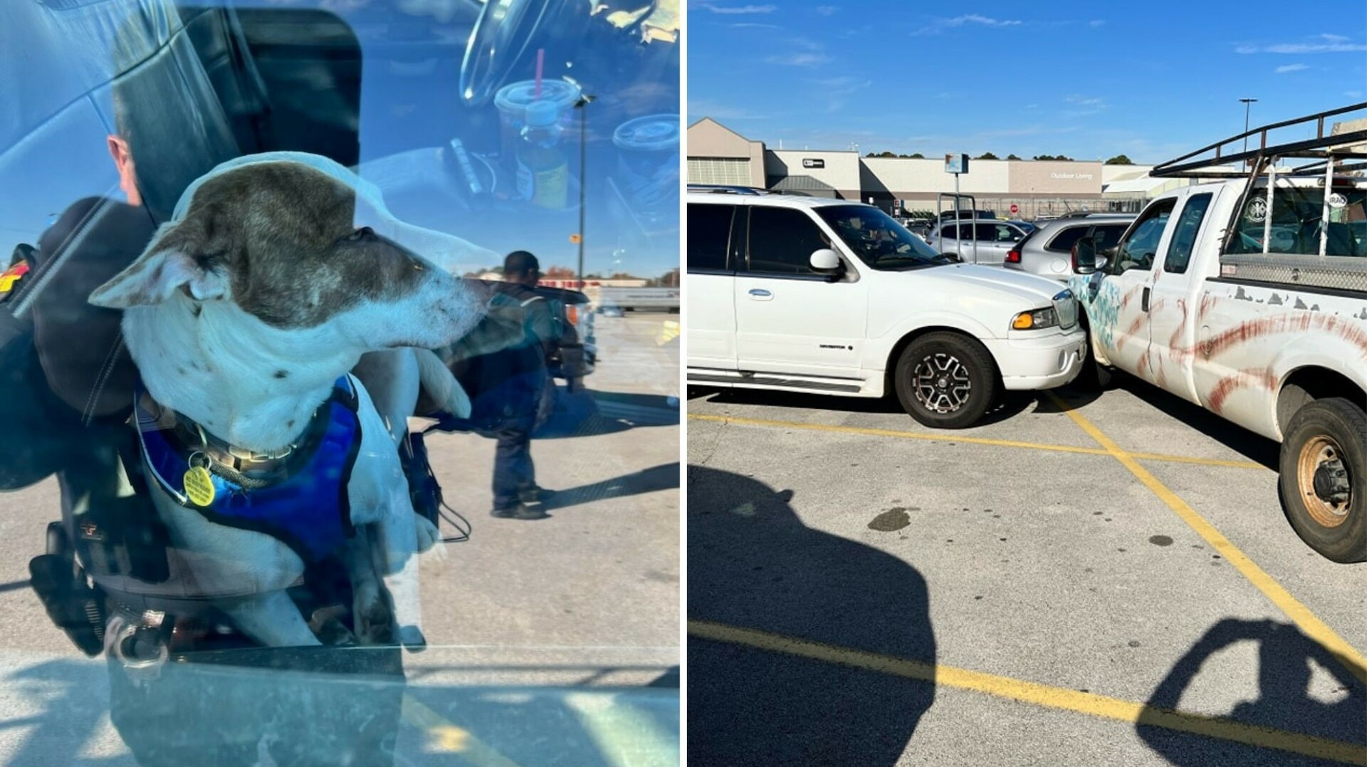 'Tiene mirada de culpable'; perrito causa accidente y su expresión se ...