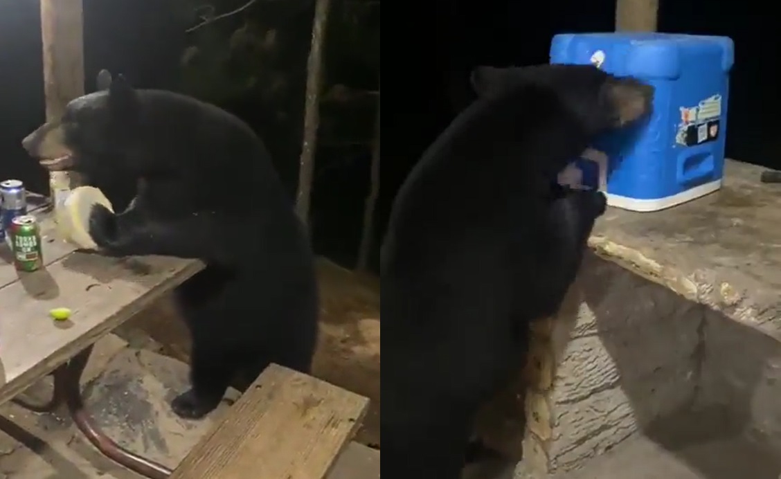 '¿No quieres una cheve?': Oso sorprende a hombres en Nuevo León y le ...