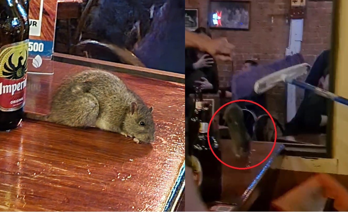 VIDEO: Rata cae a mesa de clientes en un bar