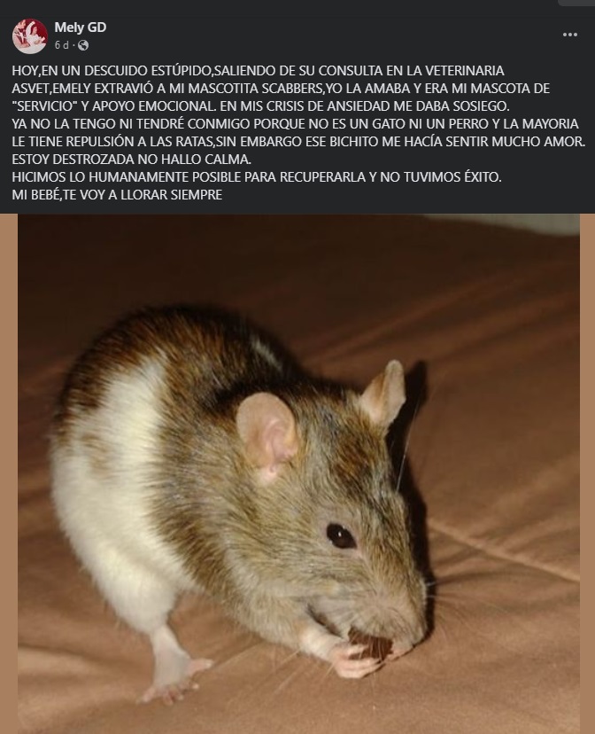 'Scabbers', la rata perdida que buscan en Veracruz