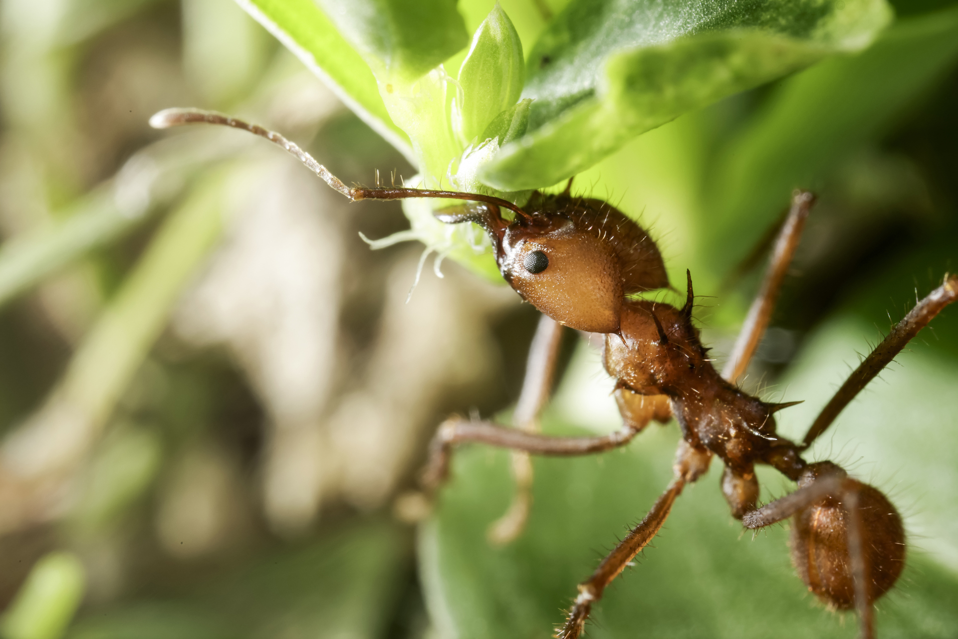 Las hormigas se 'apoderaron' del mundo siguiendo a las plantas con flores