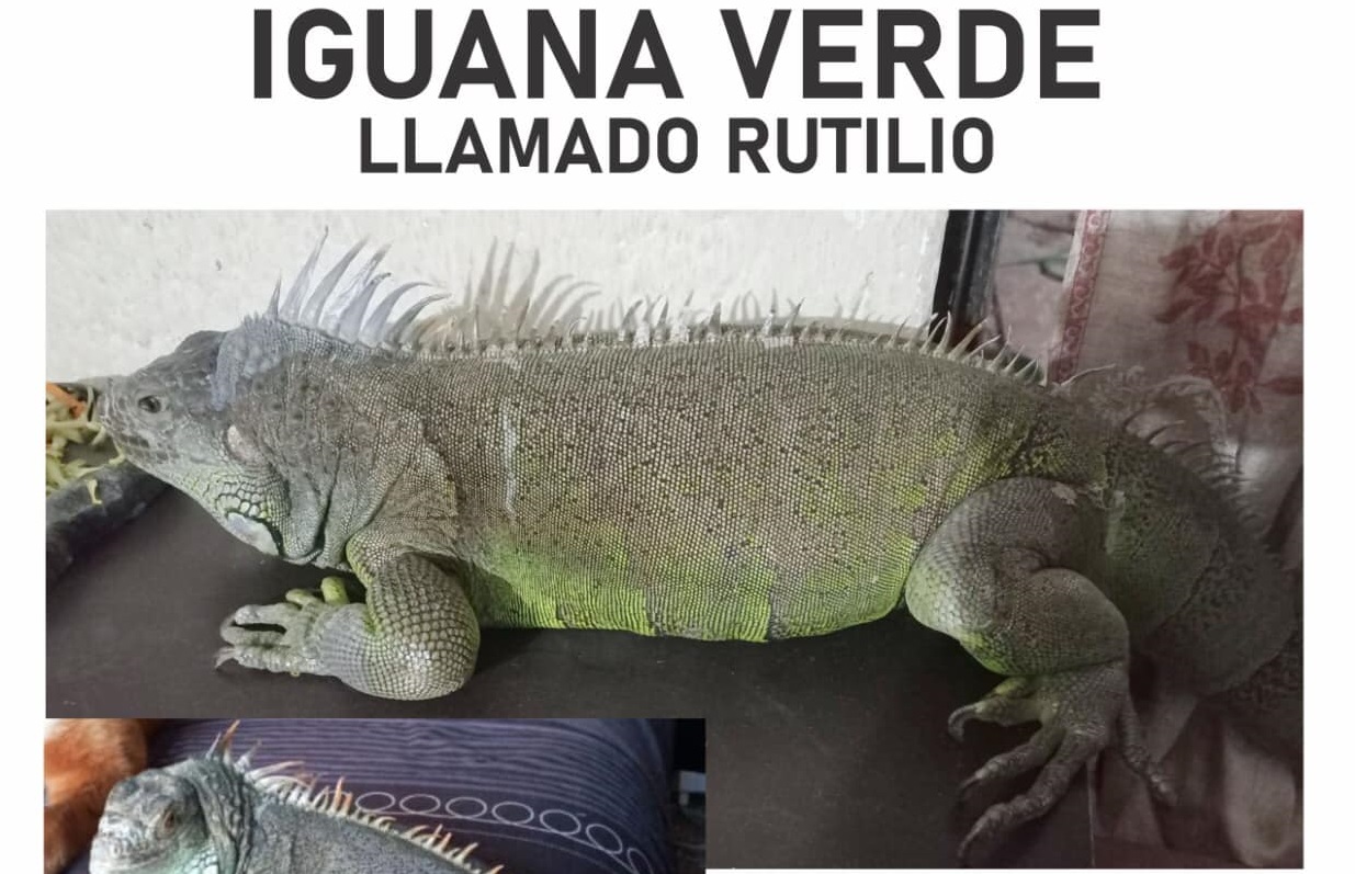Ofrecen recompensa por 'Rutilio', una iguana perdida en Durango
