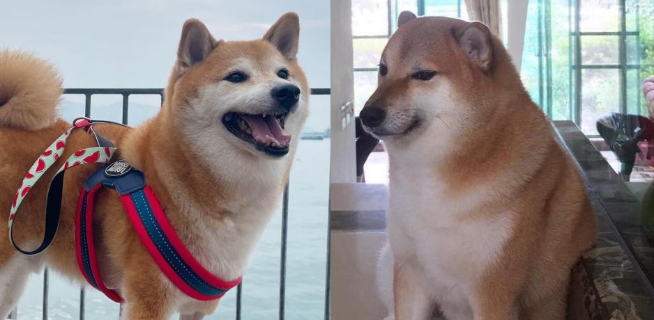 Reportan grave salud del perrito 'Cheems'; sus dueños temen lo peor