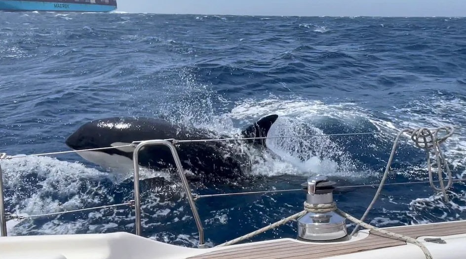 ¡La rebelión de las orcas! ¿Por qué están atacando embarcaciones?