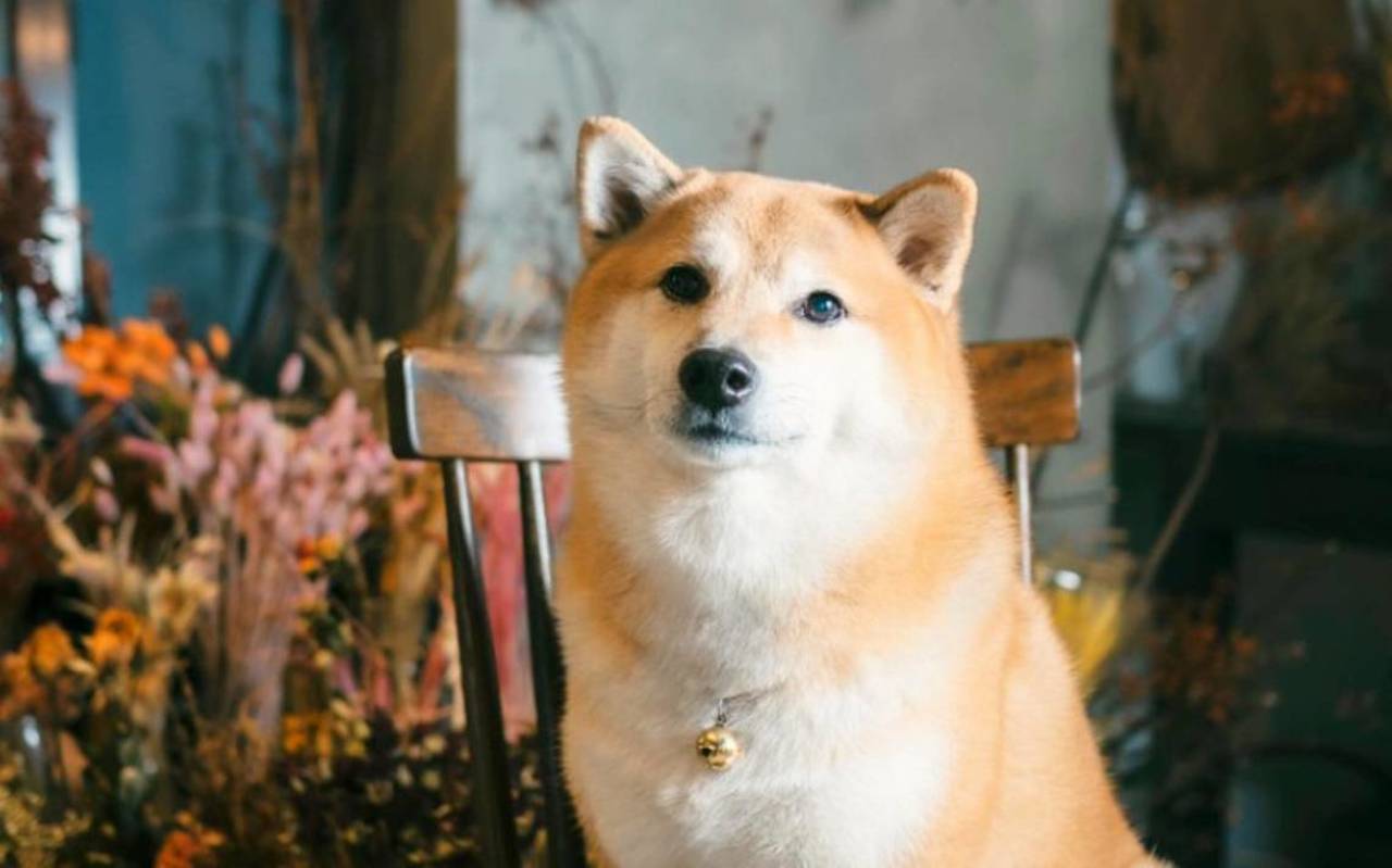 Cheems, la perrita más famosa