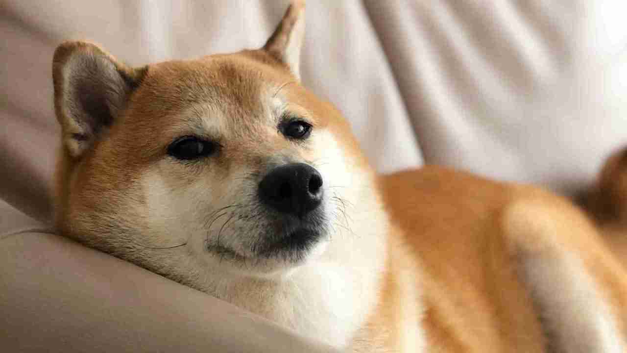 Cheems, la perrita más famosa