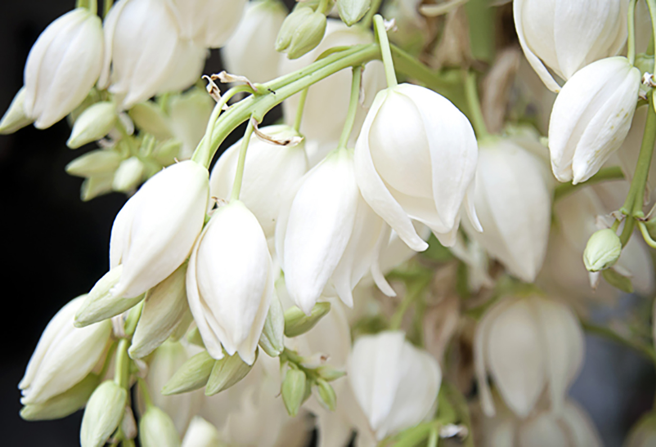 Conoce las flores de izote