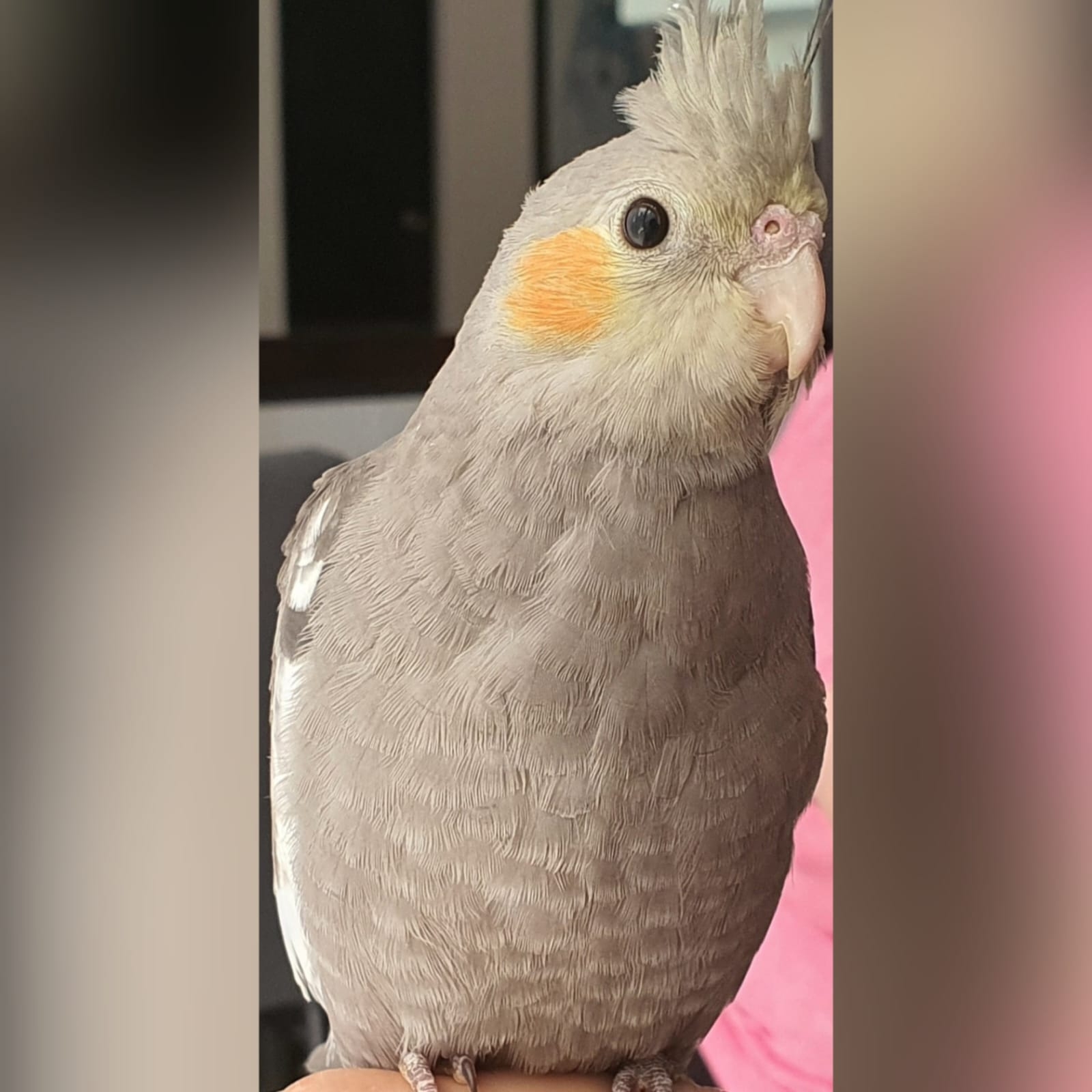 Buscan a ninfa bebé que se perdió en la ciudad de Durango; ofrecen recompensa