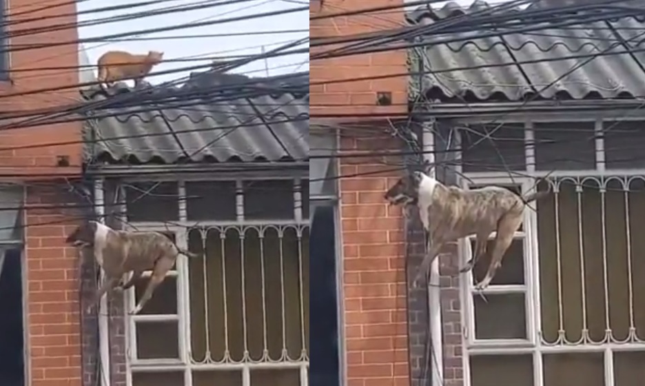 VIDEO: Perro termina colgado en unos cables por perseguir a un gato