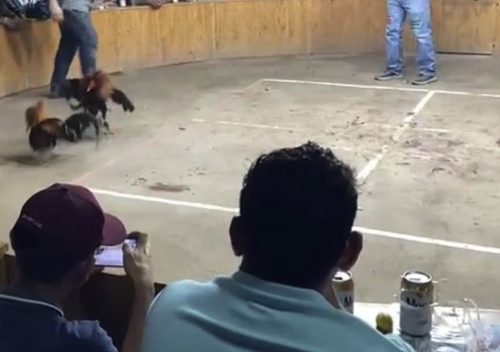 Ataque armado en palenque de gallos clandestino deja 3 muertos en Guanajuato