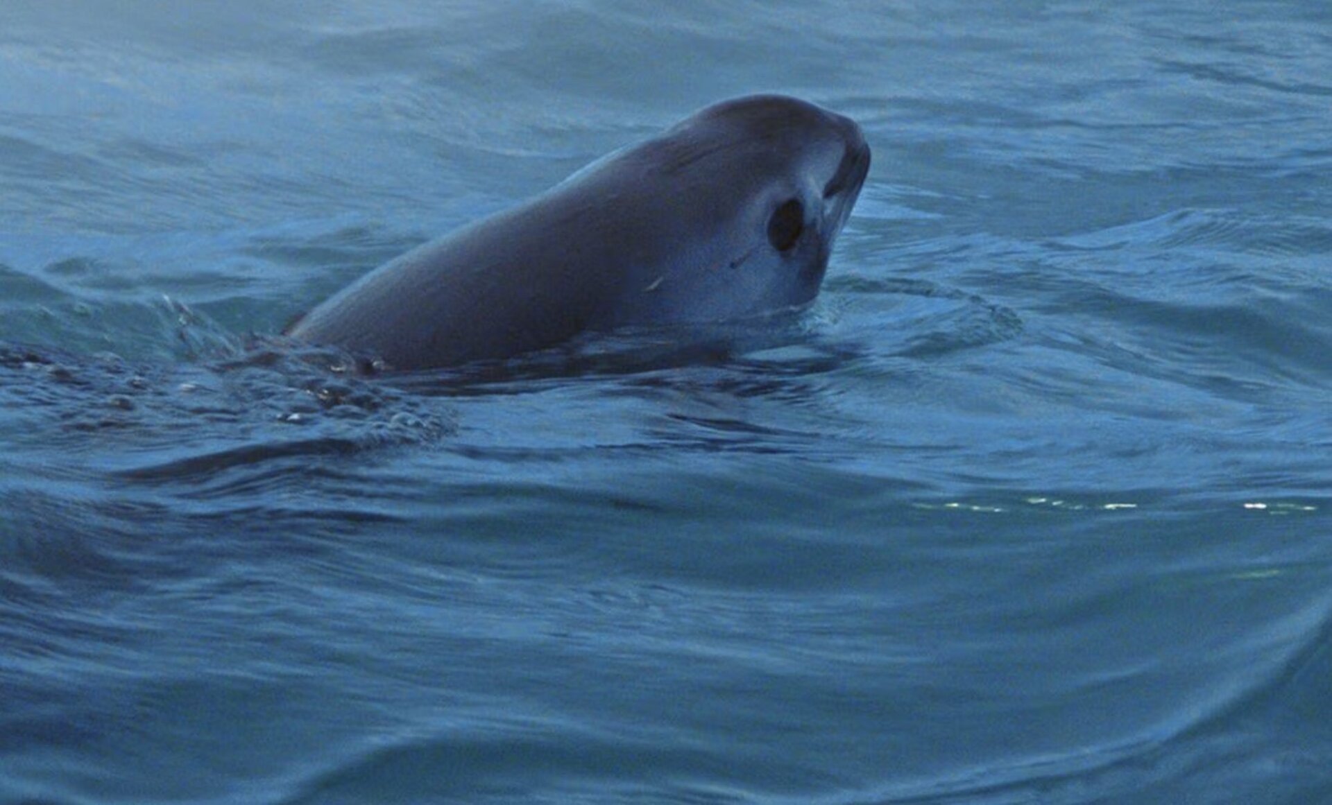 Biden amenaza con sanciones comerciales para México por la vaquita marina y la totoaba