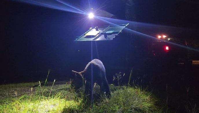 Capturan a osa que vagaba por un parque temático de Disney