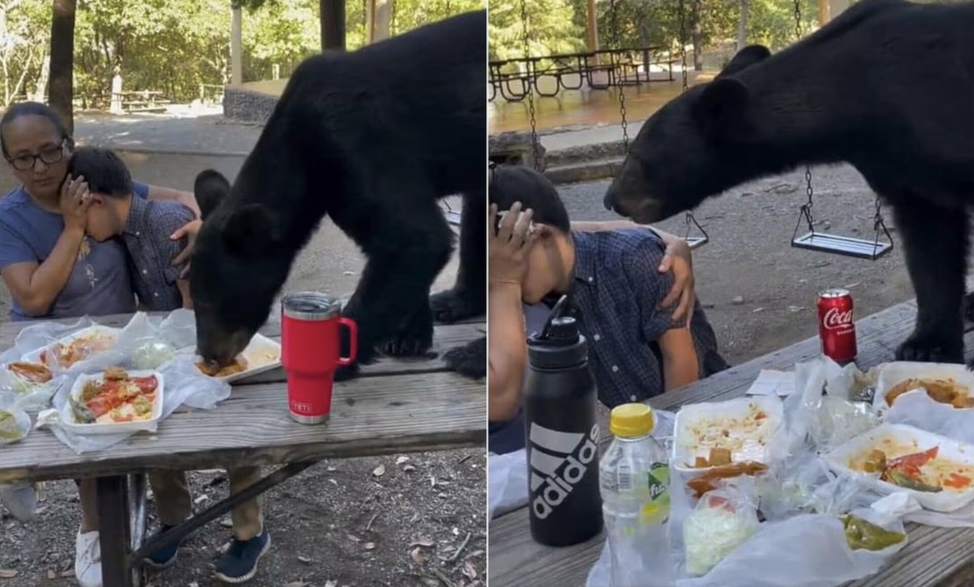 VIDEO: Oso sorprende en picnic familiar, se come tacos y enchiladas en ...