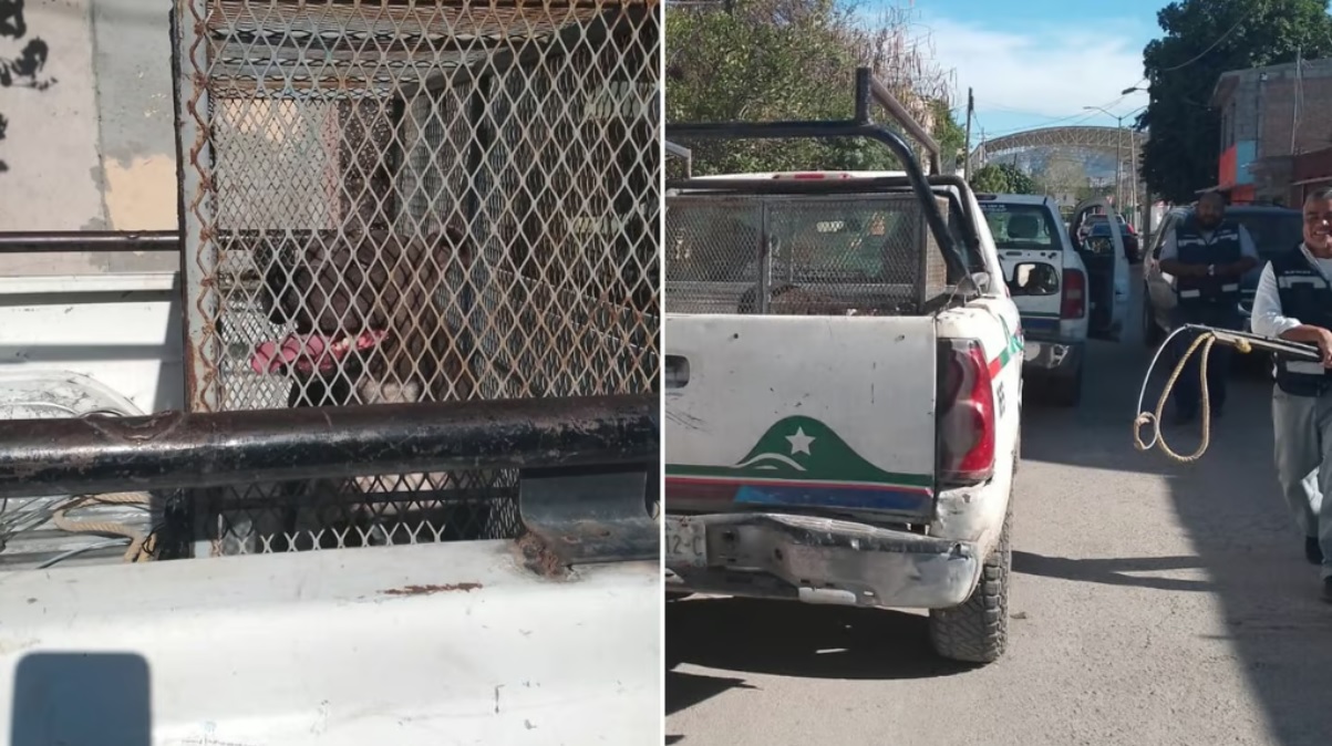 Muere menor de dos años de edad tras ser atacada por un perro en Gómez Palacio