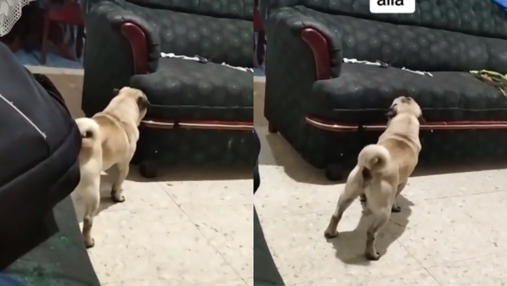 ¡Zape desde el más allá! Perrito es víctima de 'suceso paranormal' y el ...