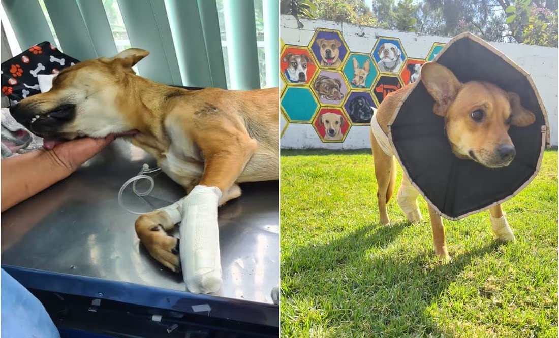 Perrito sobrevive a operación tras ser rescatado por el Metro; espera ...