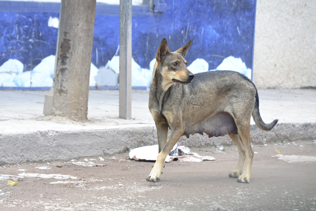 Tarea De Todos Evitar La Sobrepoblación De Perros En Durango Capital