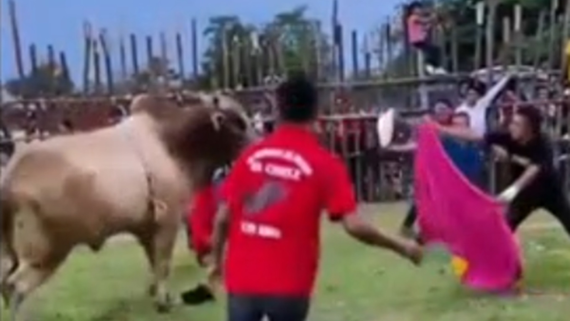 Hombre es pisoteado en múltiples veces por toro y sobrevive | VIDEO