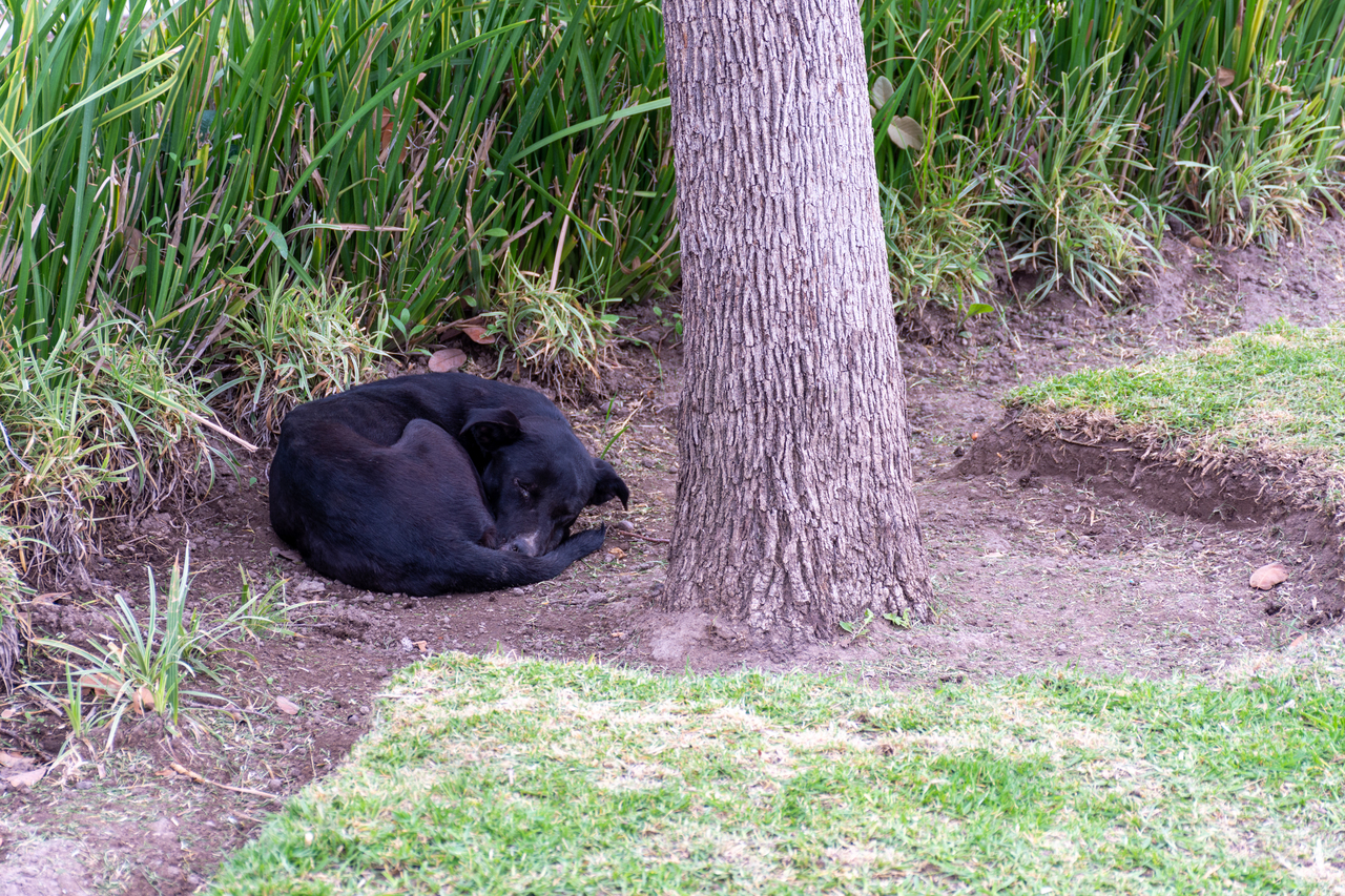 Van por un Centro de Adopción Animal en Durango
