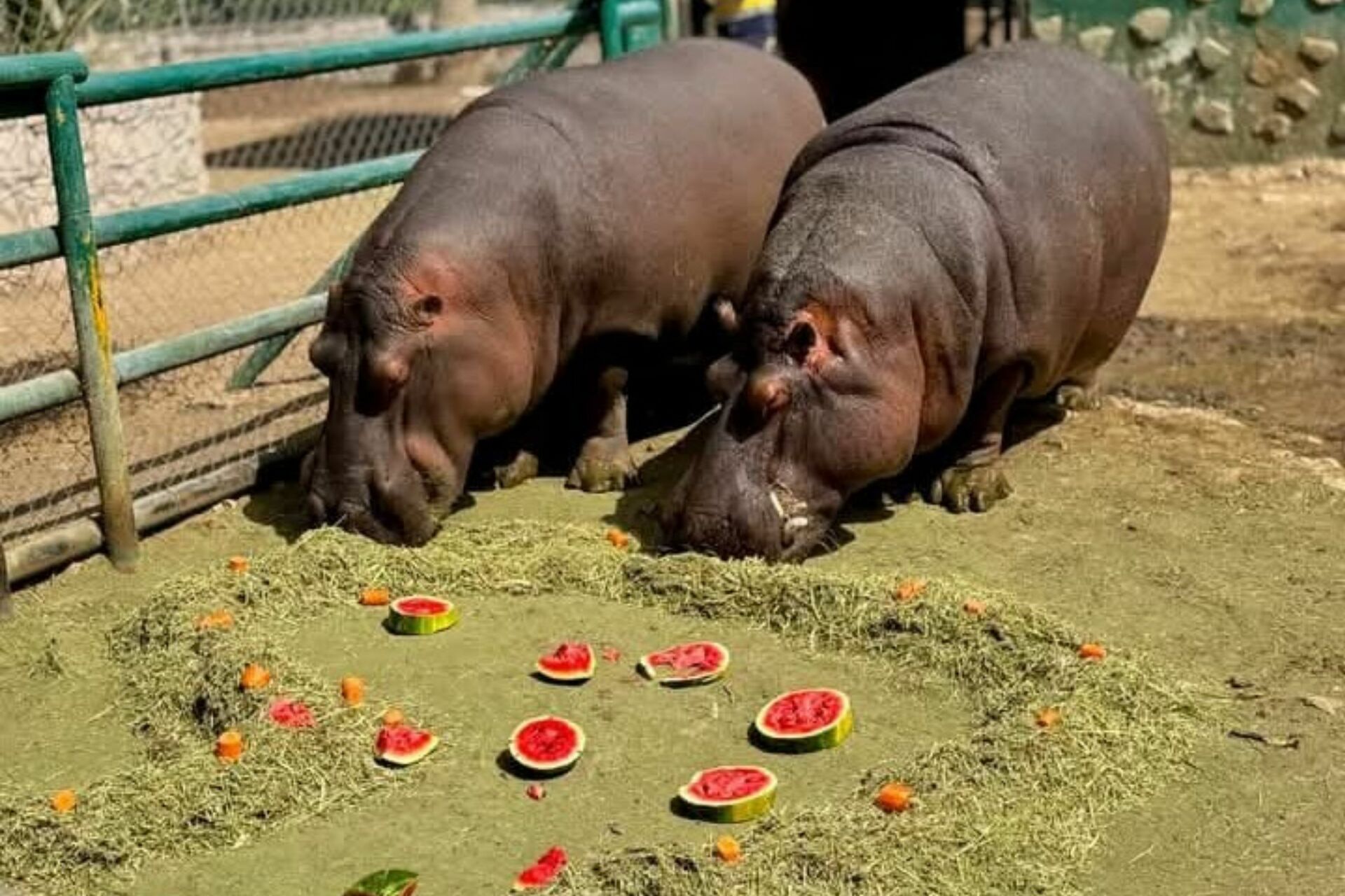 San Valentín: Celebraron en el Zoológico Sahuatoba el 14 de febrero