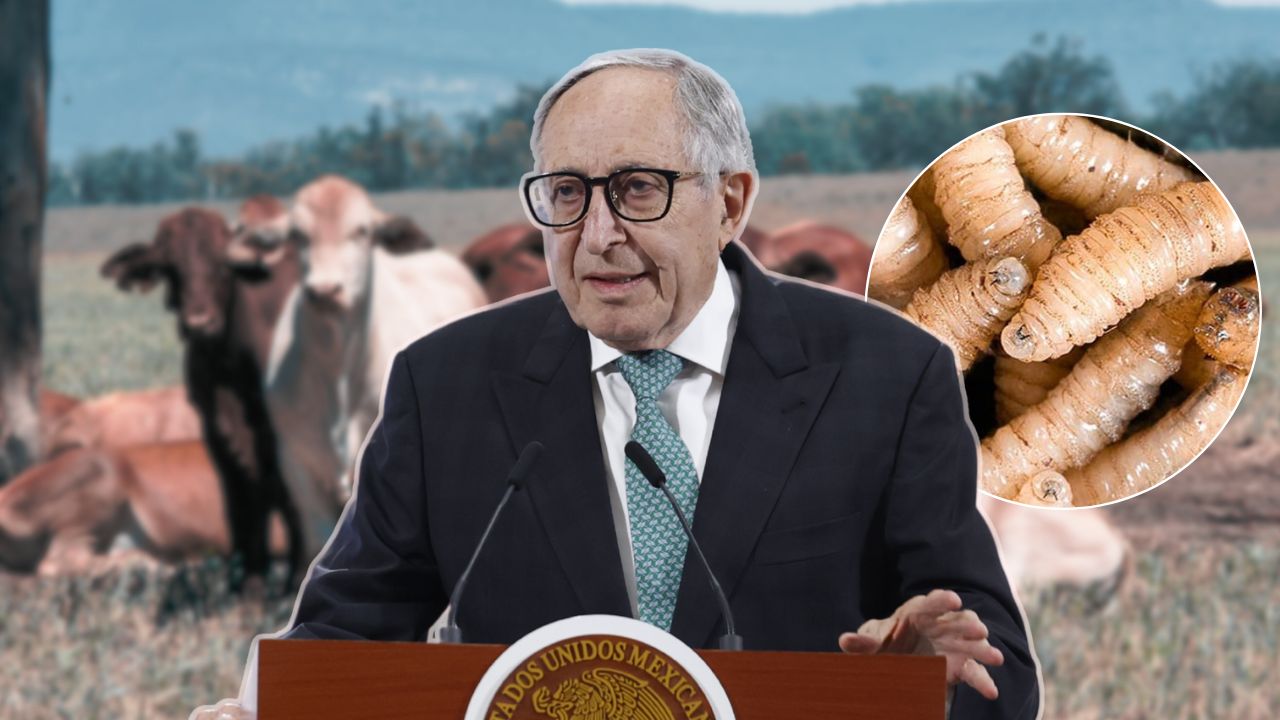 Gusano barrenador: México confirma seis casos de miasis en humanos