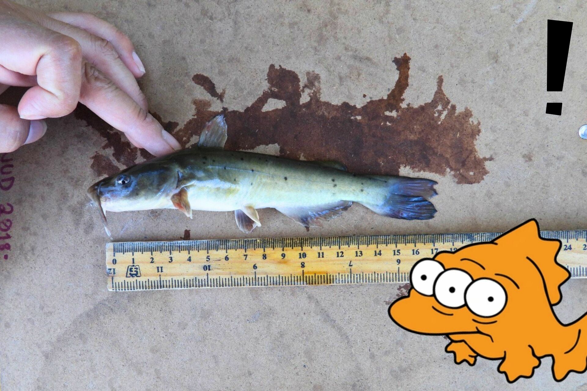 Descubren nueva especie de bagre en el río Nazas